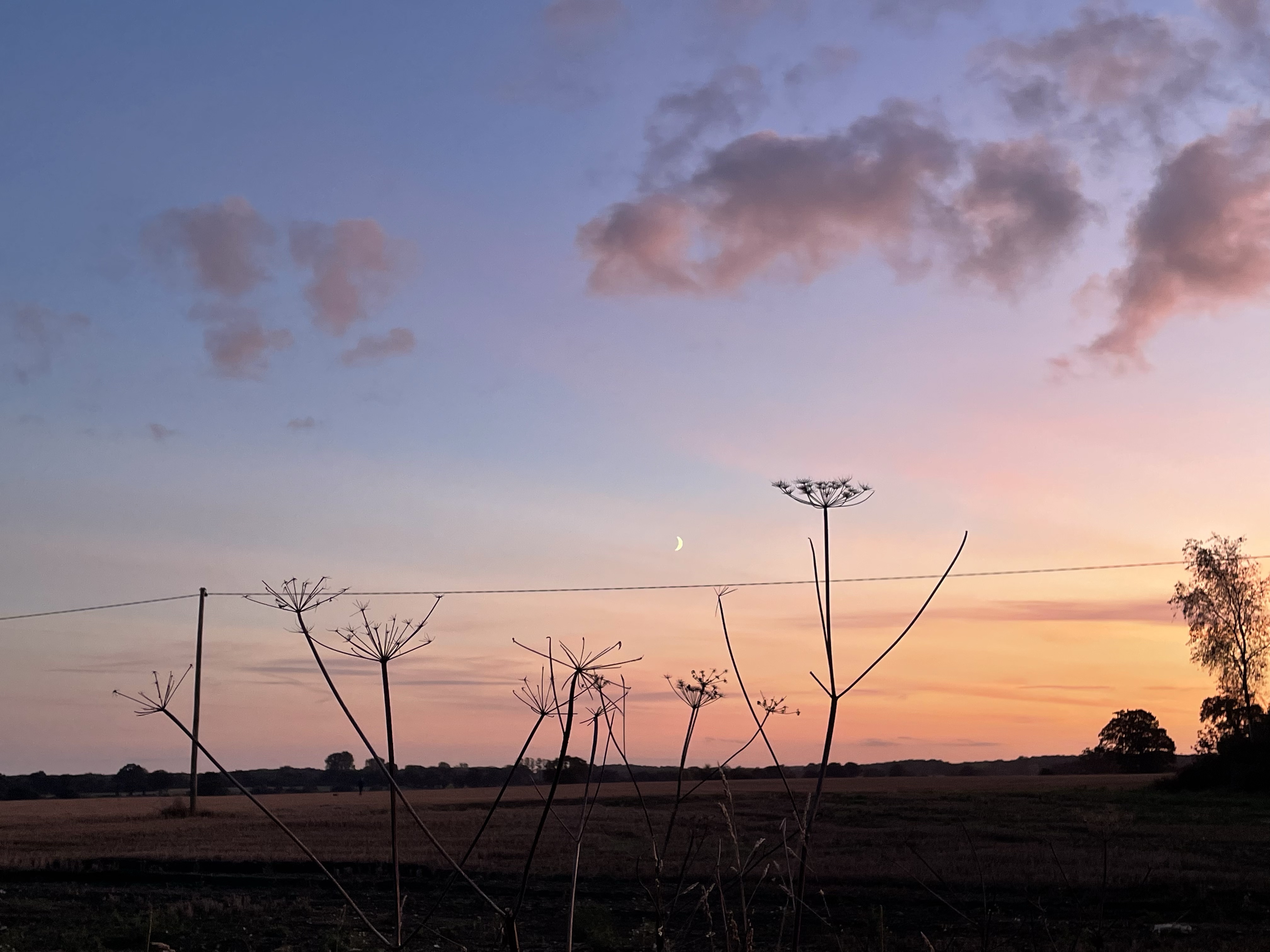 Sickle – Journey of Words